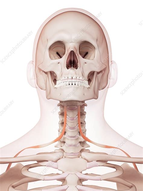 Image result for Human Body Neck Muscles