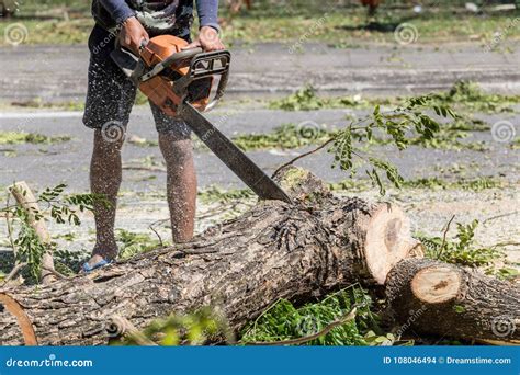 Image result for Felling a Tree Cuts