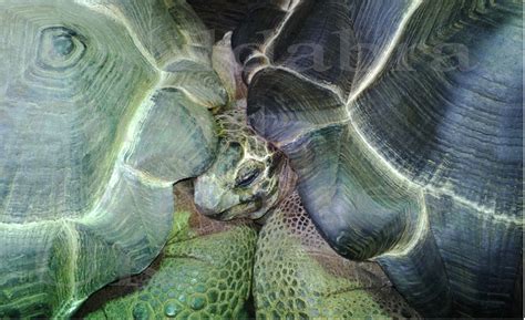 Image result for Tortoise Body Parts