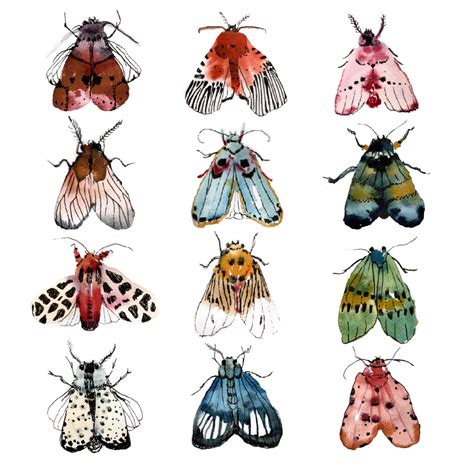 ilustration insects patterns on Behance