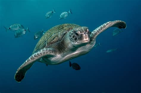 Image result for Sea Turtle Types