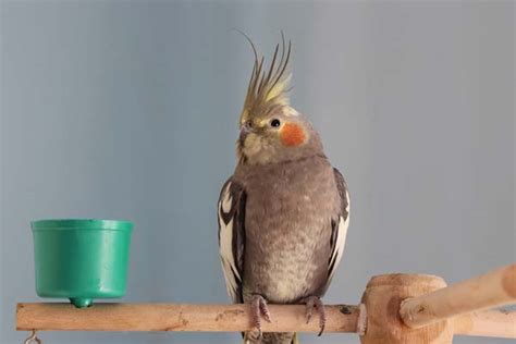 Image result for Cockatiel Behavior