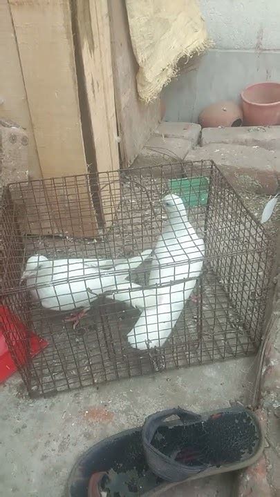 Image result for Pyra Nnn