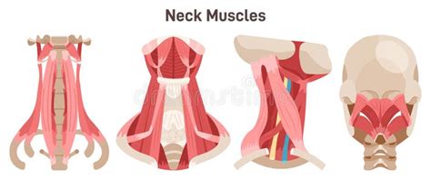 Image result for Neck Muscles Front View