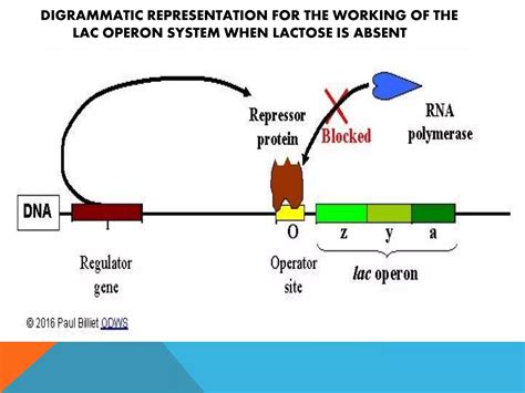 Image result for Operon System