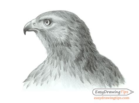 Image result for Simple Drawing of a Hawk