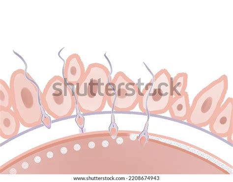 Image result for Human Fertilization Explained