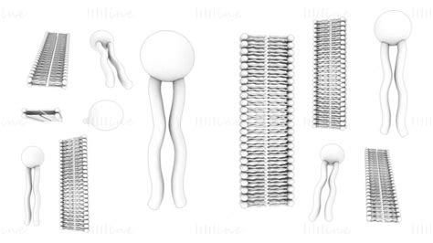 Image result for Phospholipid Structure Model