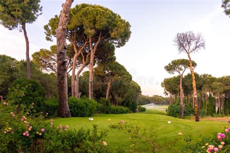 Image result for Tee Off Area at Golf Course