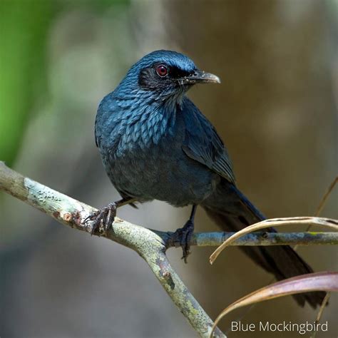 Image result for Blue Mockingjay