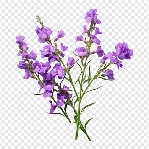 Image result for Status Flower