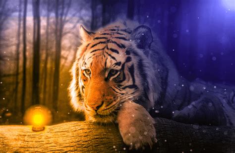 Image result for Image Manipulation