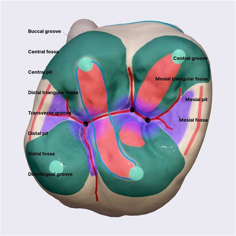 Image result for Maxillary First Molar
