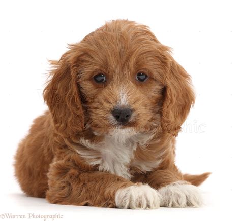 Image result for Red and White Cockapoo