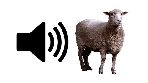 Image result for Sheep Sound Effect