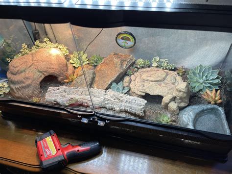 Image result for Bioactive Iguana Setup