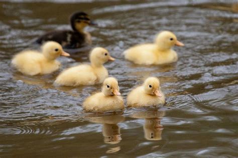 Image result for Spring Ducklings