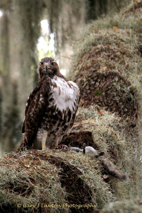 Image result for Red Tail Hawk Caatching Squirrel