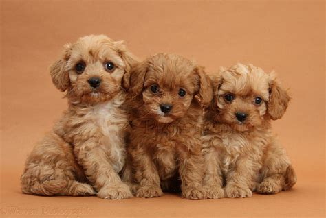 Image result for Cavapoo Pup