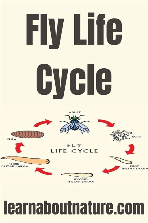 Image result for Fly Life Cycle