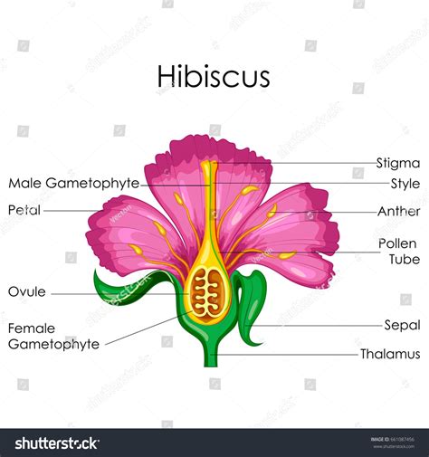 Image result for Hibiscus Flower Dissection