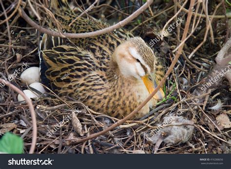 Image result for Ducklings Hatching