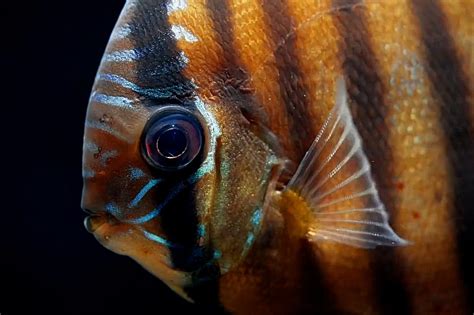 Image result for Symphysodon Discus