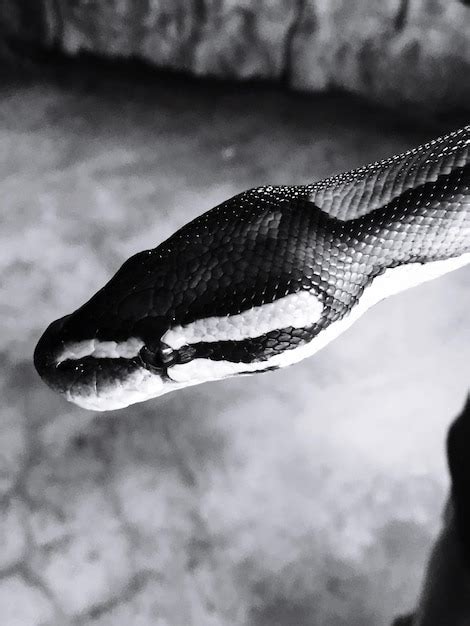 Image result for View On Python