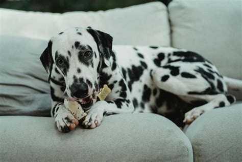 Image result for Perfectly Normal Dog