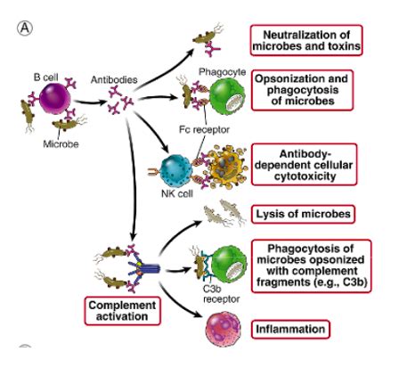 Image result for Humoral Immunity Complement System