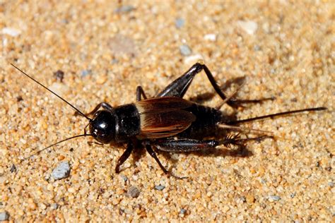 Image result for Cricket Insect Identification