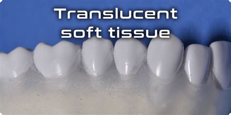 Image result for Translucent Tissue
