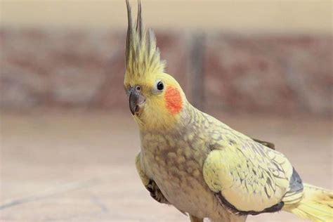 Image result for Cockatiel Behavior