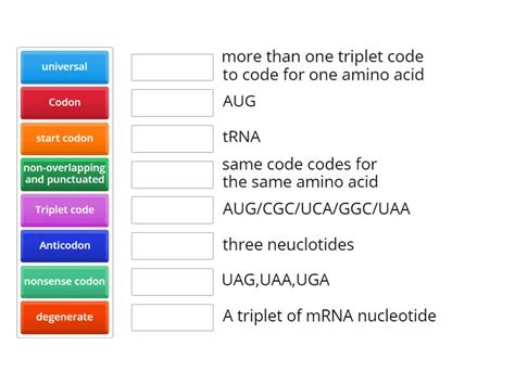 Genetic Codes - Match up