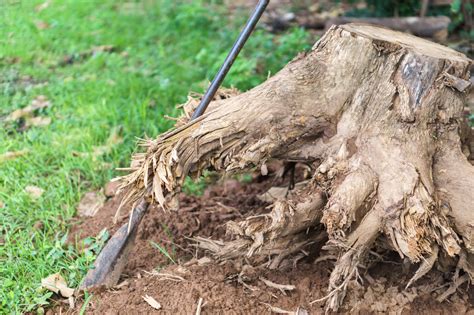 Image result for How to Pull Small Tree Stumps Out