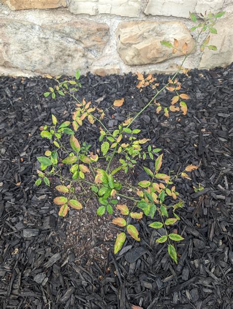 Image result for Rose Bush Problems