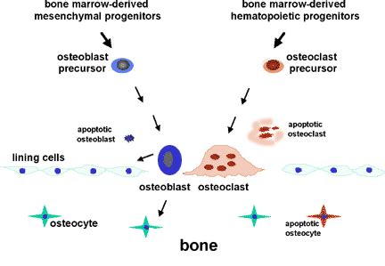 Image result for Bone Cells Function
