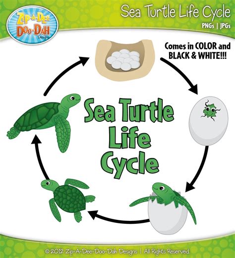 Image result for Snapping Turtle Life Cycle