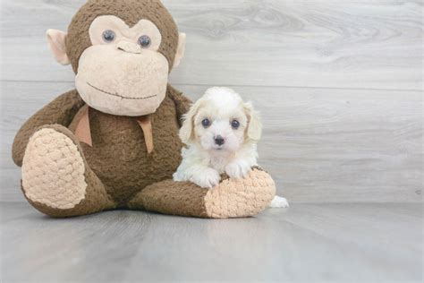 Image result for Cavapoo All White