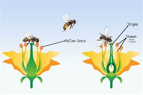 Image result for Pollinating Types of Bees