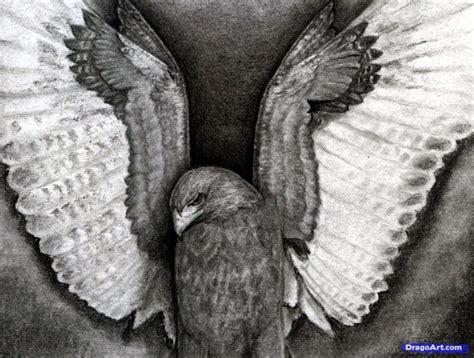 Image result for Hawk Drawing Brid