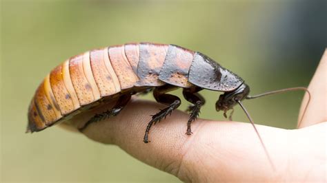 Image result for Pet Cockroach