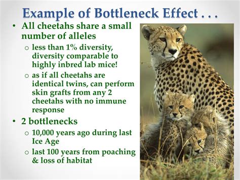 Image result for Bottleneck Effect Example