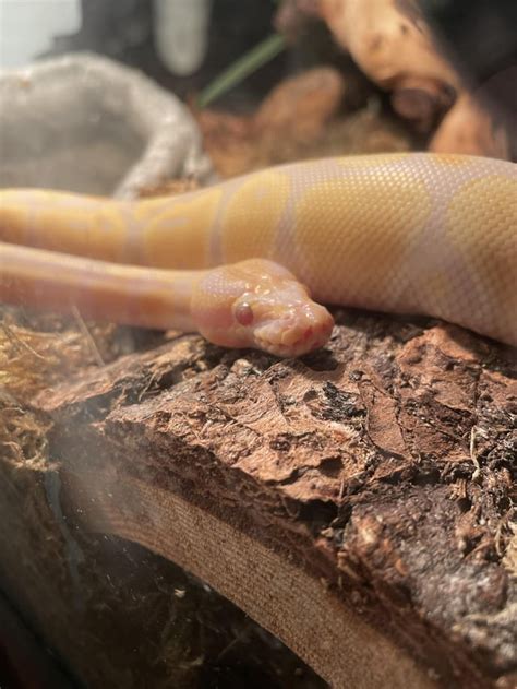 Image result for Python Roast Recipe