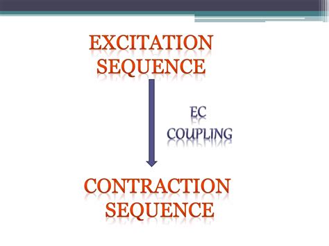 Image result for Excitation Coupling Contraction-Relaxation