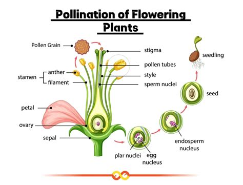 Image result for Flower Pollination Process