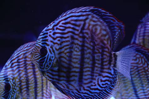 Image result for Royal Blue Discus