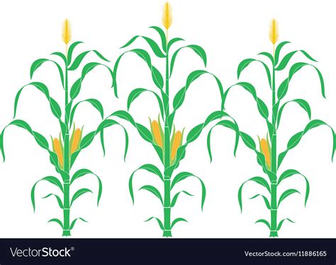 Corn stalk Royalty Free Vector Image - VectorStock