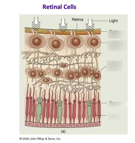 Image result for Visual System Retina
