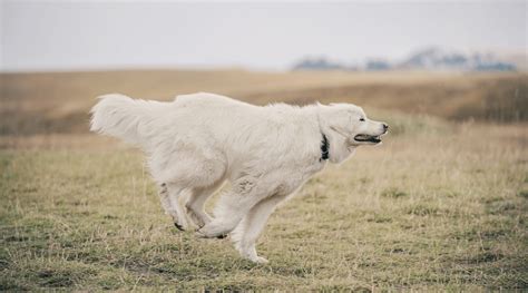 Image result for AVImark Reception Training